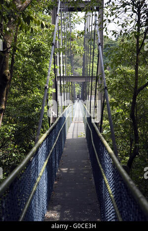 Singapore Tree Top nature walk Stock Photo - Alamy