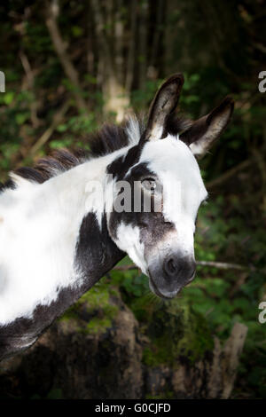 Back view of a donkey Stock Photo - Alamy
