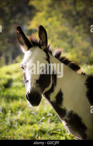Back view of a donkey Stock Photo - Alamy