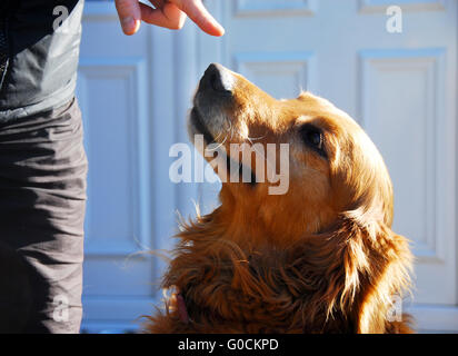 Golden retriever dog looking guilty at girl owner after playing with ...