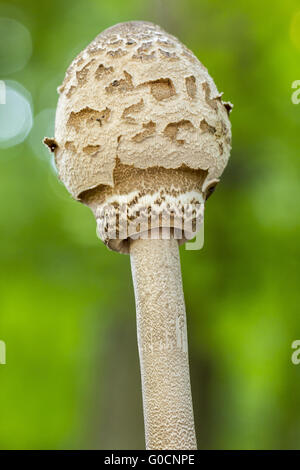Safranschirmling, Chlorophyllum rachodes Stock Photo - Alamy