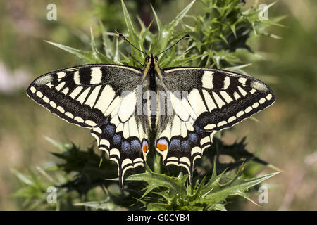 Papilio machaon, European Swallowtail from Italy Stock Photo - Alamy