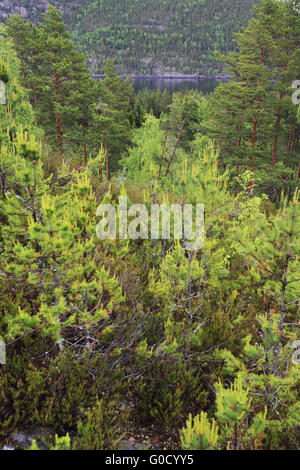 View on Tinnsja lake and forest at nasty summer day Stock Photo - Alamy