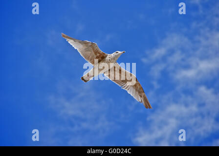 Seagull flying for prey on the coast Stock Photo - Alamy