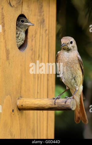 Female / juvenile Common Redstart (Phoenicurus phoenicurus phoenicurus ...