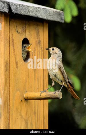 Juvenile male redstart singing Stock Photo - Alamy