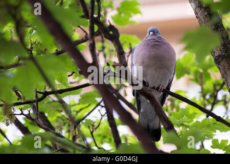 Stadttaube City pigeon (Columba livia forma domestica Stock Photo - Alamy