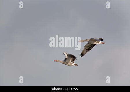 Greylag Goose the ancestor of domesticated geese Stock Photo - Alamy