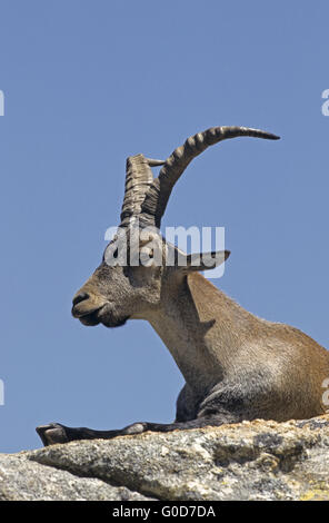 Iberian Ibex buck rests on a rock shelter Stock Photo - Alamy