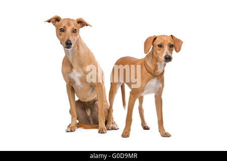 Two Podenco dogs sitting and standing in front of a white background ...
