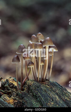 Clustered bonnet (Mycena inclinata) is a character species of old and ...