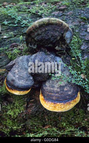 brown crumbly rot, red banded polypore (Fomitopsis pinicola), younf ...
