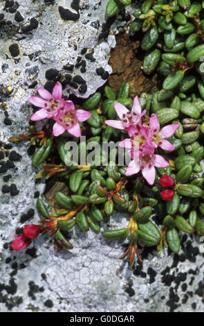 Blossoms of the alpine azalea (Kalmia procumbens Stock Photo - Alamy