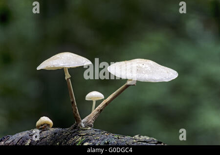 Porcelain Fungus grows cespitose at beeches Stock Photo - Alamy