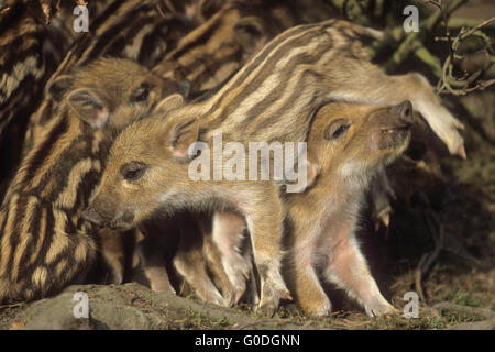 Wild Boar piglets playfully fighting Stock Photo - Alamy