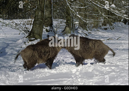 Wild Boar tusker fight in snow Stock Photo - Alamy
