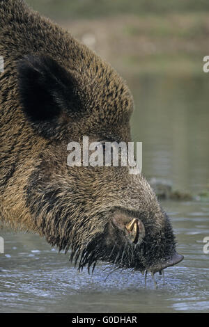 Wild Boar tusker visit a wallow and drinks water Stock Photo - Alamy