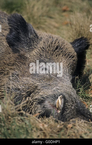 Wild Boar tusker portrait during sleep Stock Photo - Alamy