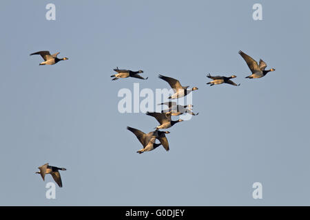 Barnacle Geese migration in fall to the south Stock Photo - Alamy