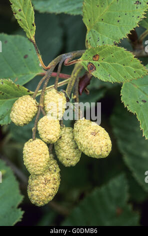 Red alder (Alnus rubra) cones at Johnston Ridge, Mt St Helens National ...