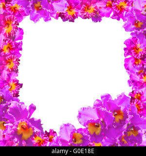 Frame of Beauty Pink Orchids Stock Photo - Alamy
