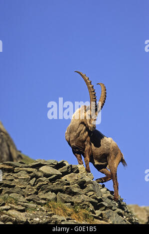 Alpine Ibex buck in front of blue sky Stock Photo - Alamy