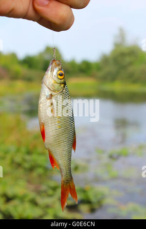 caught rudd in the hand on the river background Stock Photo - Alamy