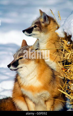 Cute white swift fox looking to the side up close Stock Photo - Alamy