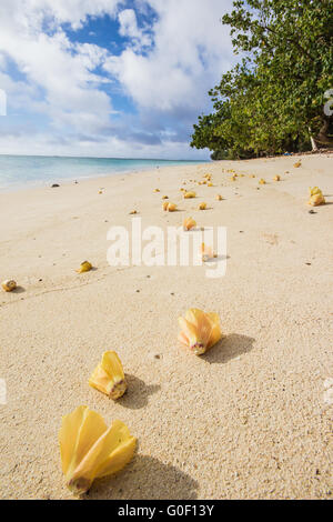 Yellow Hibiscus Flower, Rarotonga, Cook Islands Stock Photo - Alamy