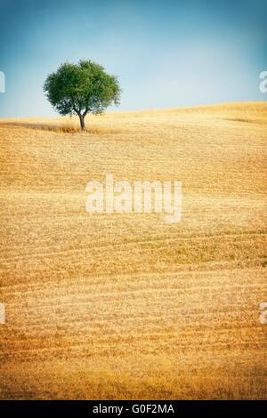 Beautiful summer rural landscape in the Central part of Russia on a ...