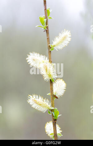 Catkins of sallows are blossom Stock Photo - Alamy
