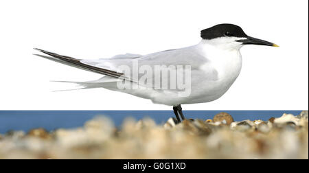 Sandwich Tern (Sterna sandvicensis), adult bird, in flight, April ...