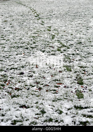Details of Frosted Winter Grass Stock Photo - Alamy
