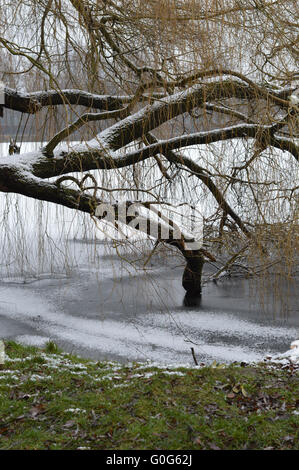 willow tree with a frozen lake on a tiny island Stock Photo - Alamy