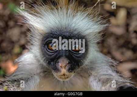 Close up of an endangered Red Colobus Monkey on Zanzibar Stock Photo ...