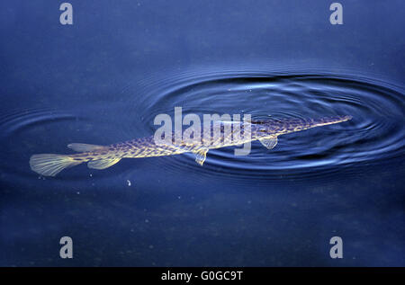 Florida gar (Lepisosteus platyrhincus) can reach a length up to 1m ...