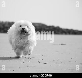 A closeup shot of a Coton de Tulear dog dressed up for Halloween in ...