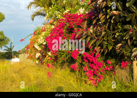 Big Bogan's in Brisbane Stock Photo - Alamy