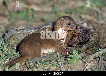 least weasel with rabbit prey, mustela nivalis & oryctolagus cuniculus ...