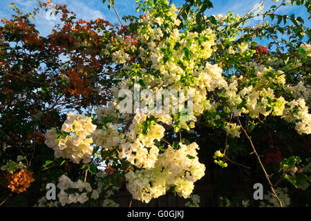 Big Bogan's in Brisbane Stock Photo - Alamy