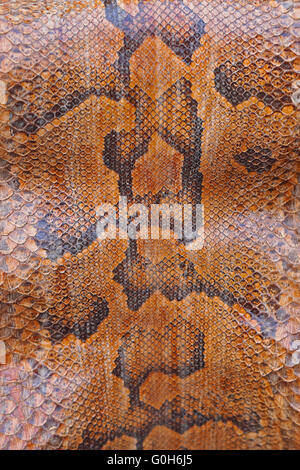 Real snake skin brown leather Stock Photo - Alamy