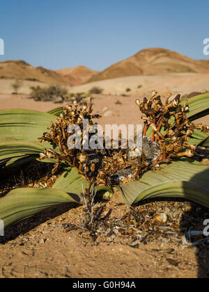Welwitschia Mirabilis of Namibia. Estimated lifespan of the flower is ...