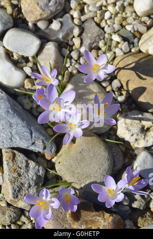 beautiful violet crocus portrait, macro spring photography of crocus ...