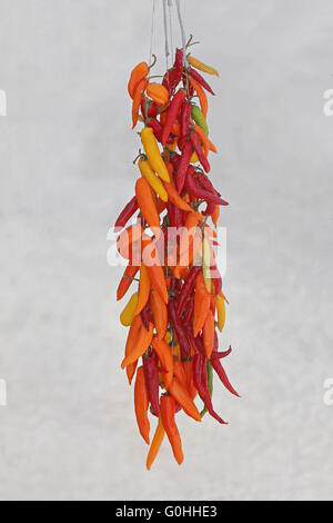 Spicy Hot Chili Peppers at String Stock Photo - Alamy