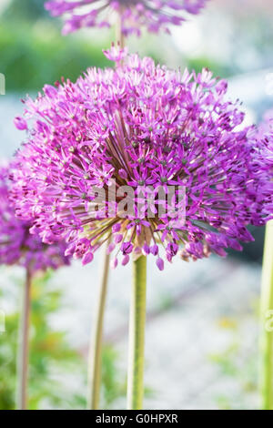 Blooming Ramp flower Stock Photo - Alamy