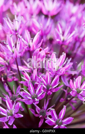 Blooming Ramp flower Stock Photo - Alamy