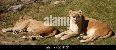 Female lioness lying on savanna grass Stock Photo - Alamy