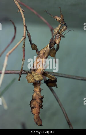 Phasmatodea; Phasmatidae; Extatosoma tiaratum; Macleay 1826; Giant ...
