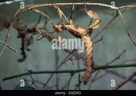 Phasmatodea; Phasmatidae; Extatosoma tiaratum; Macleay 1826; Giant ...