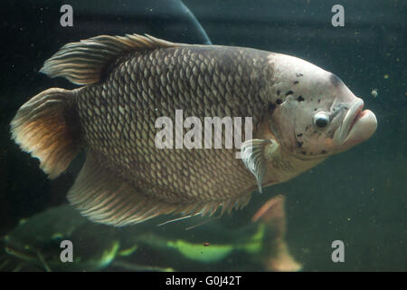 Giant gourami fish (Osphronemus goramy) in aquarium. Wildlife animal ...